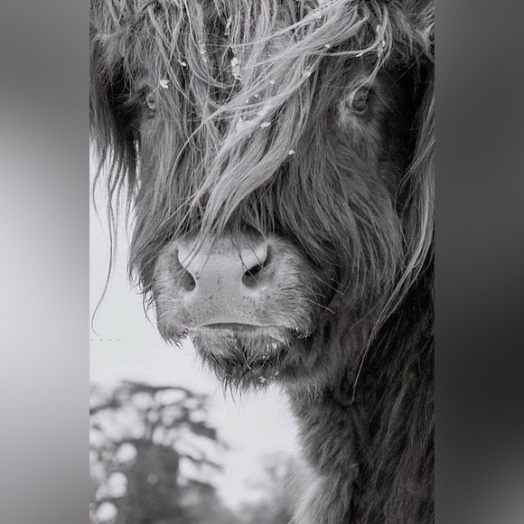 Hand Crafted | Art | Highland Cow Art Print Color Art Print 85x1 ...